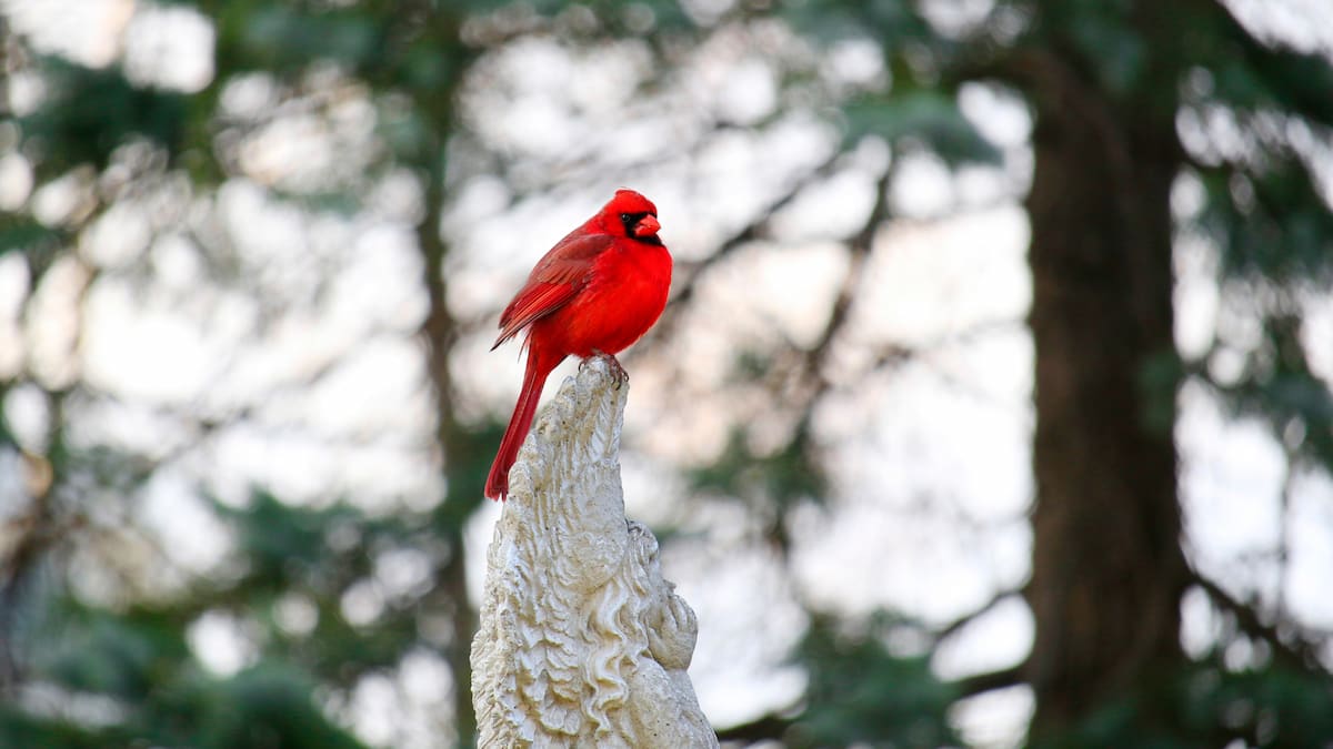 The Symbolism of Cardinals in Grief and Cultures